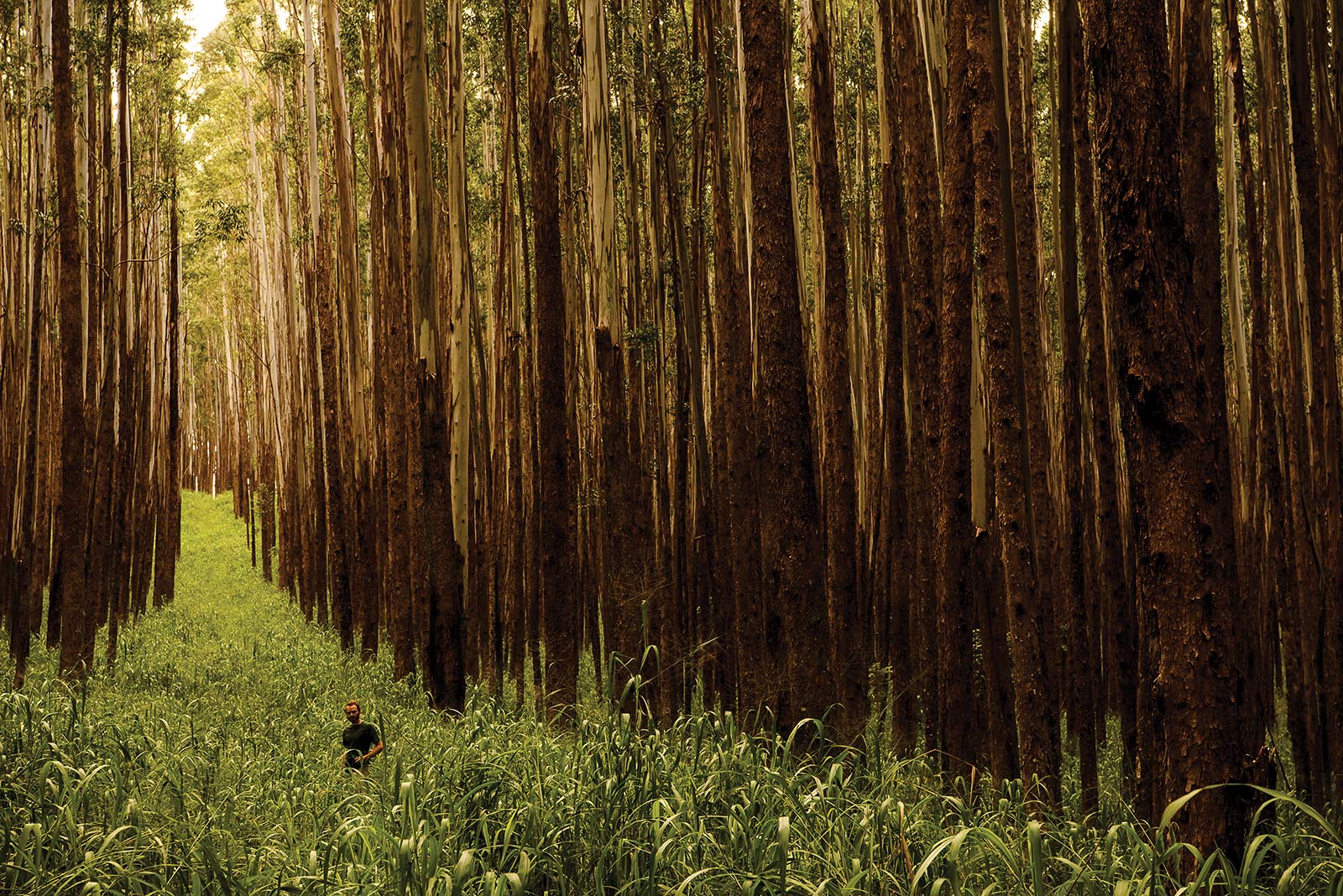 Elemental Nature // The Internal Conversations of Jordan Manley Freehub ...